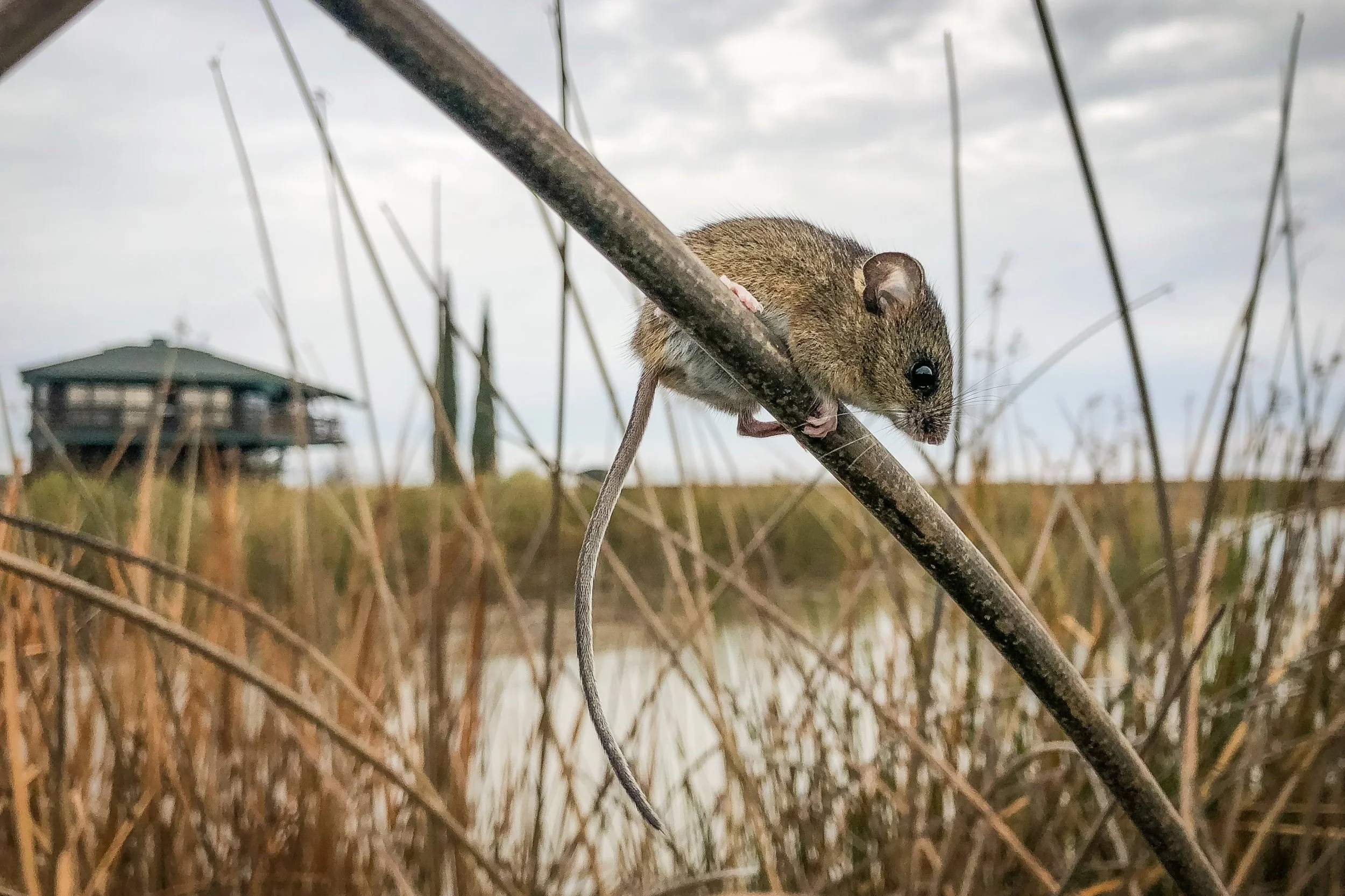 Small Mammals — The Wildlife Fencing Guide