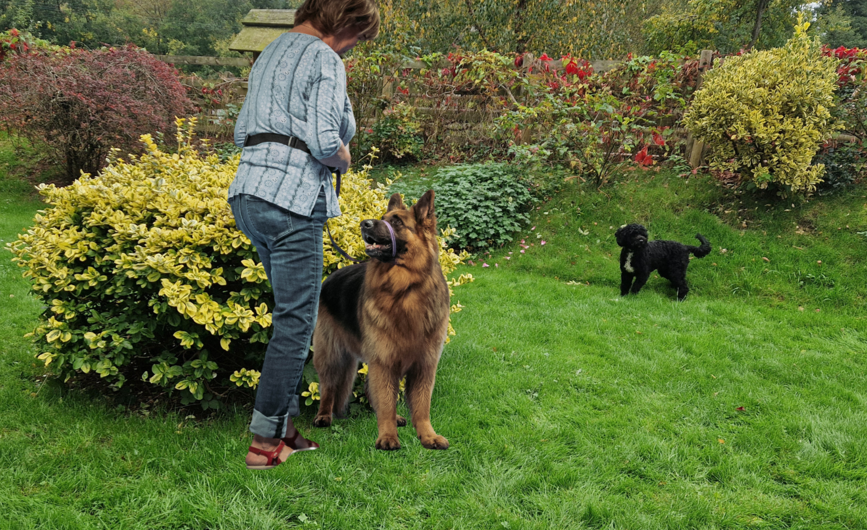 What is Classical Conditioning for dog reactivity training — Fido Dog ...