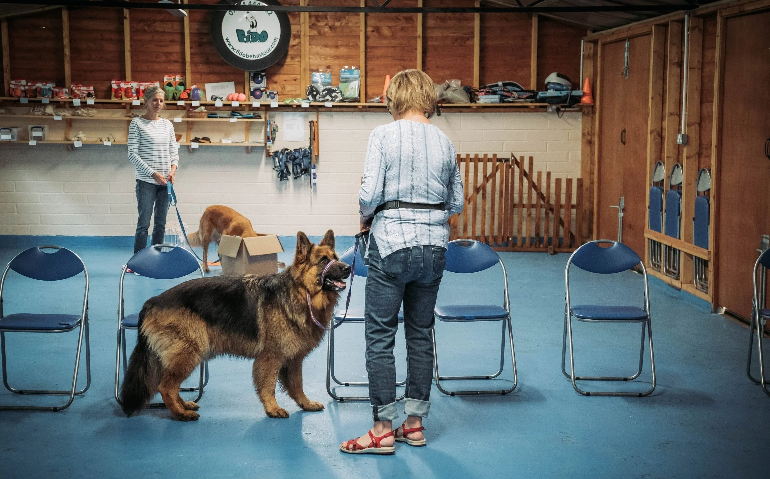 9 common mistakes to beware of when dog training — Fido Dog Training