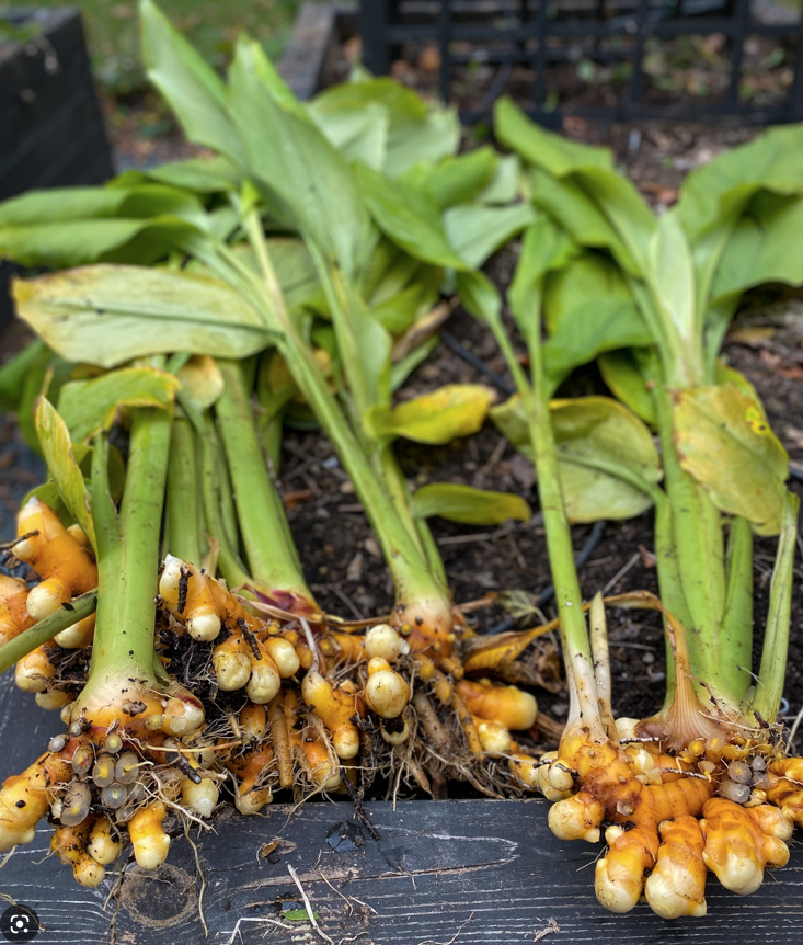 Lower inflammation naturally with turmeric - Osteo Studio