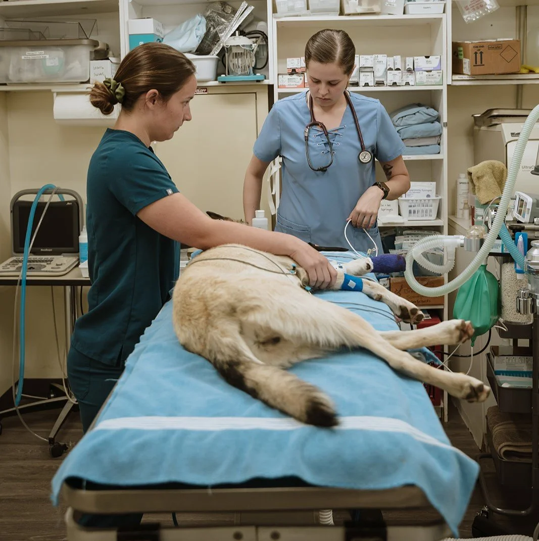 Eagle Veterinary Hospital