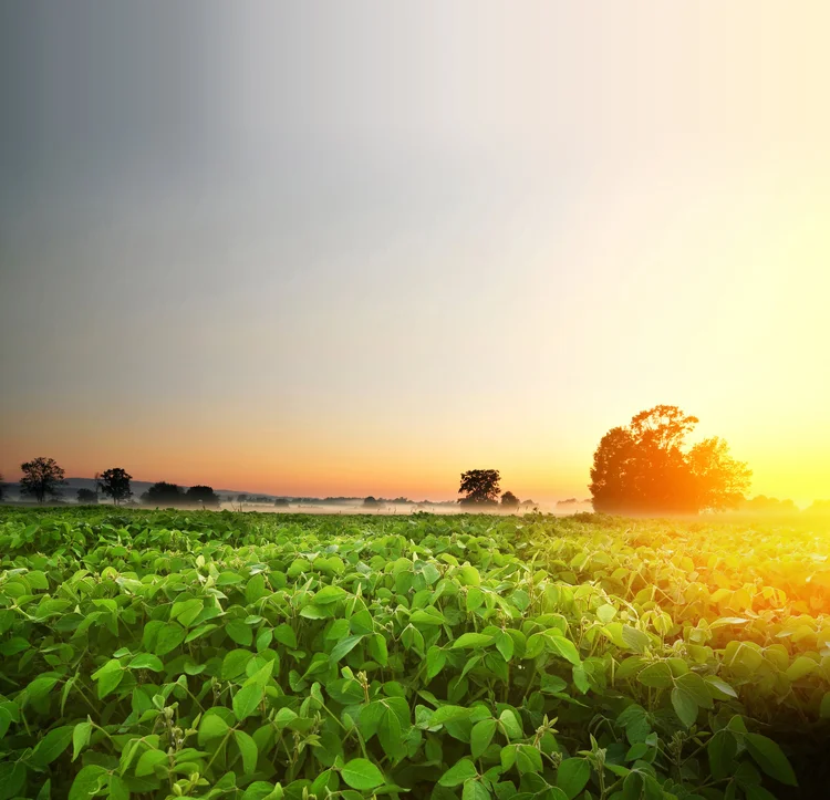 About Us — Bean Growers Australia