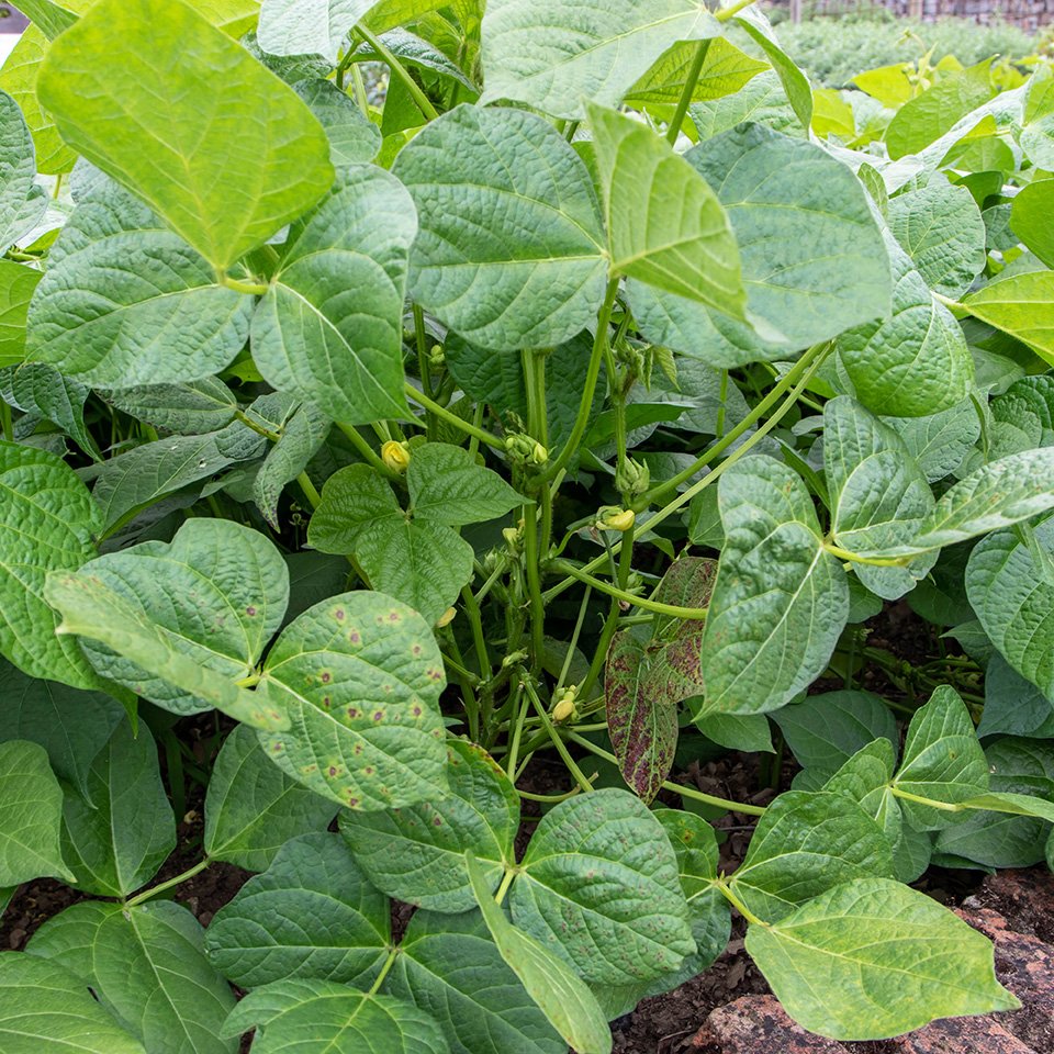 Adzuki — Bean Growers Australia