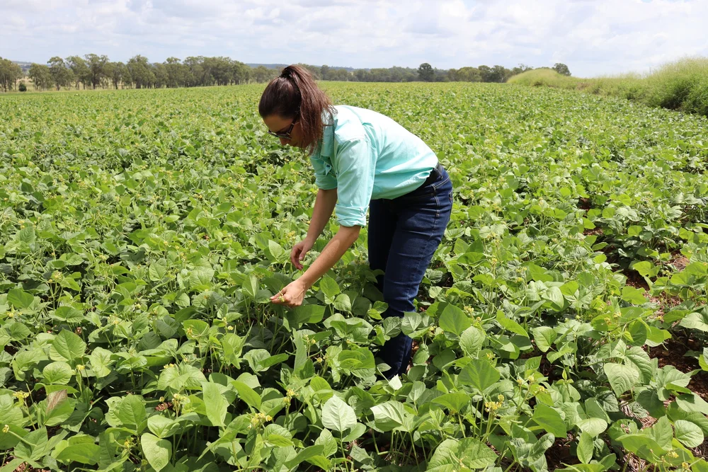 Grow for Us — Bean Growers Australia
