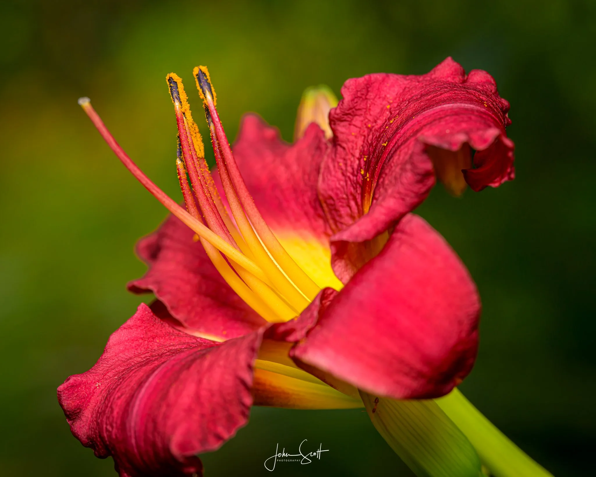 Flora and Fauna — John Scott Wildlife Photos