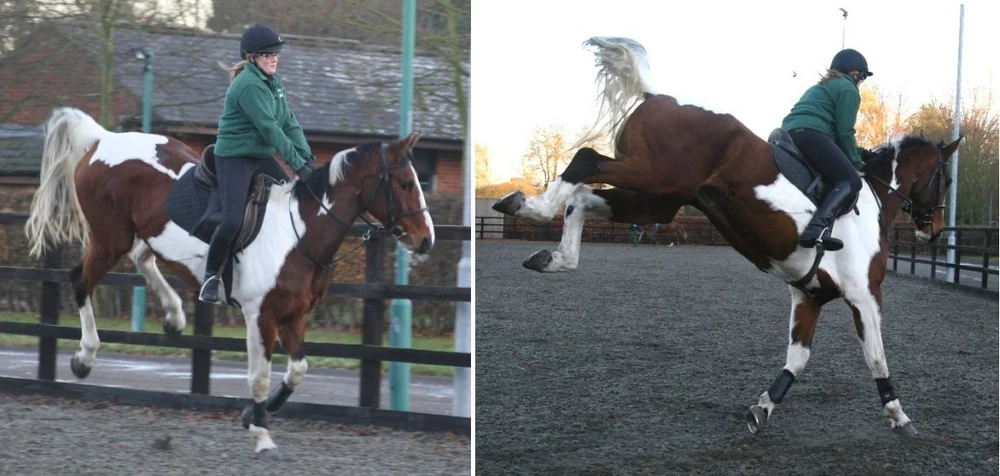 Canter dysfunction & lumbosacroiliac joint region pain — 24 Behaviors ...