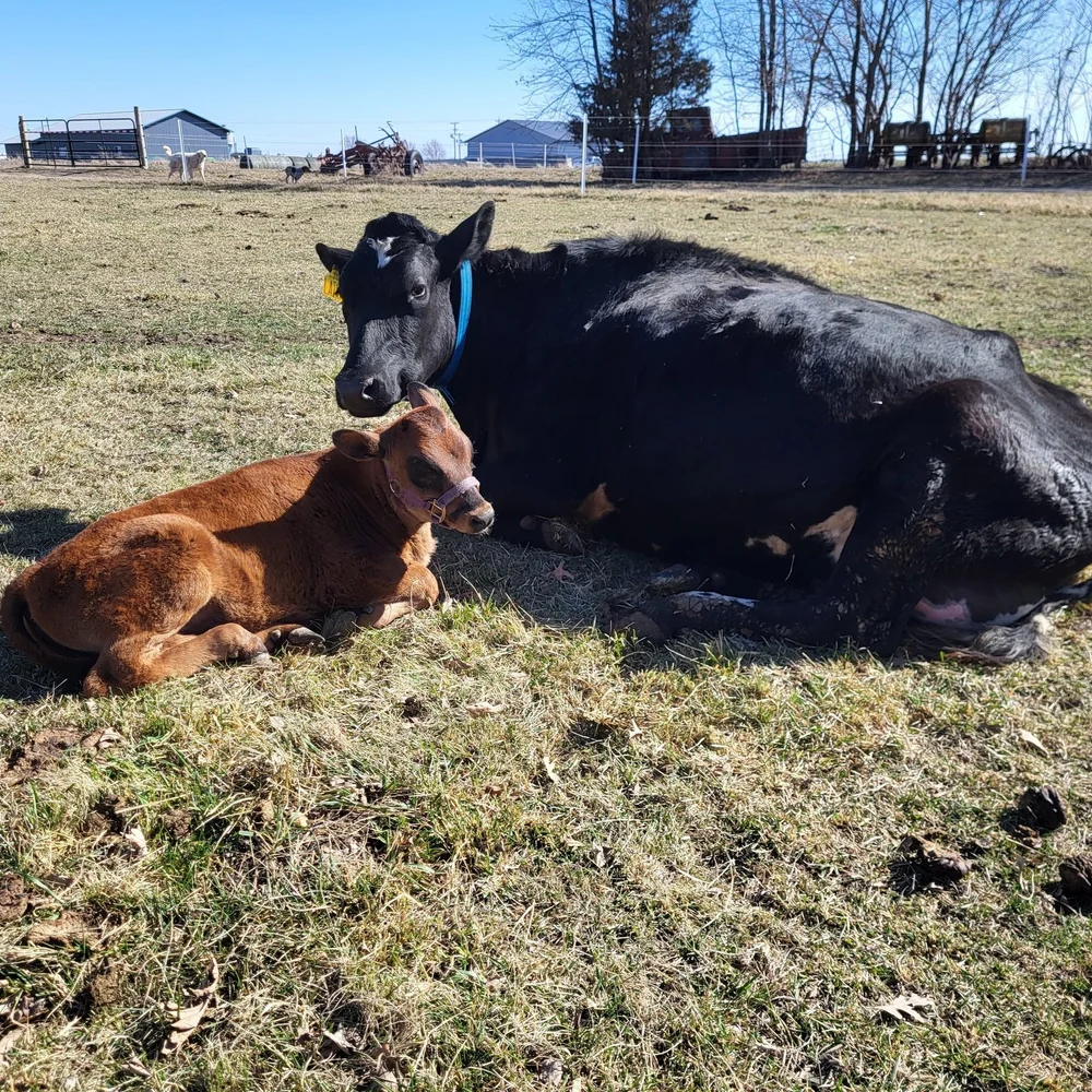 About the Dairy — Simply Living Homestead