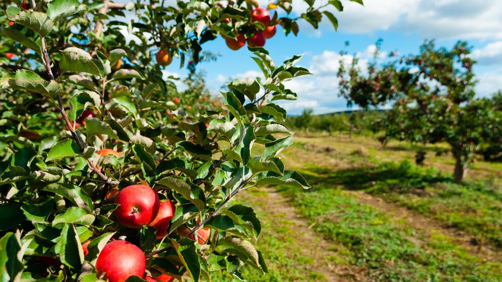 Breeden's Orchard