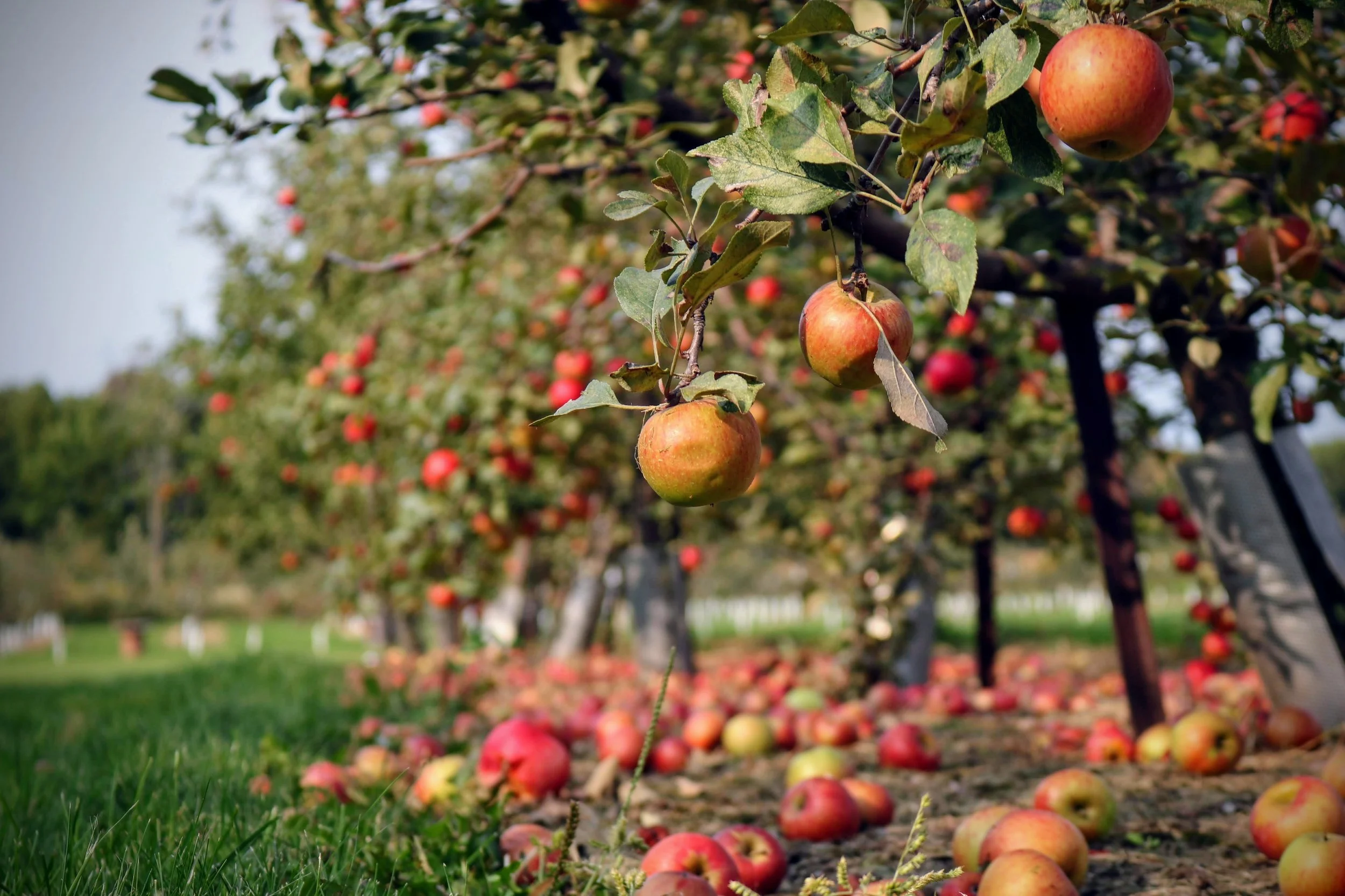 Breeden's Orchard