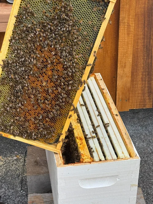 We Love Our Bees at Breeden’s Orchard | Observation Bee Barn & Local ...