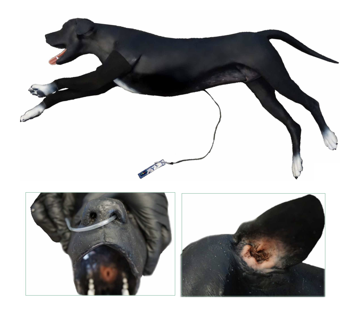 Product Details — Veterinary Simulator Industries