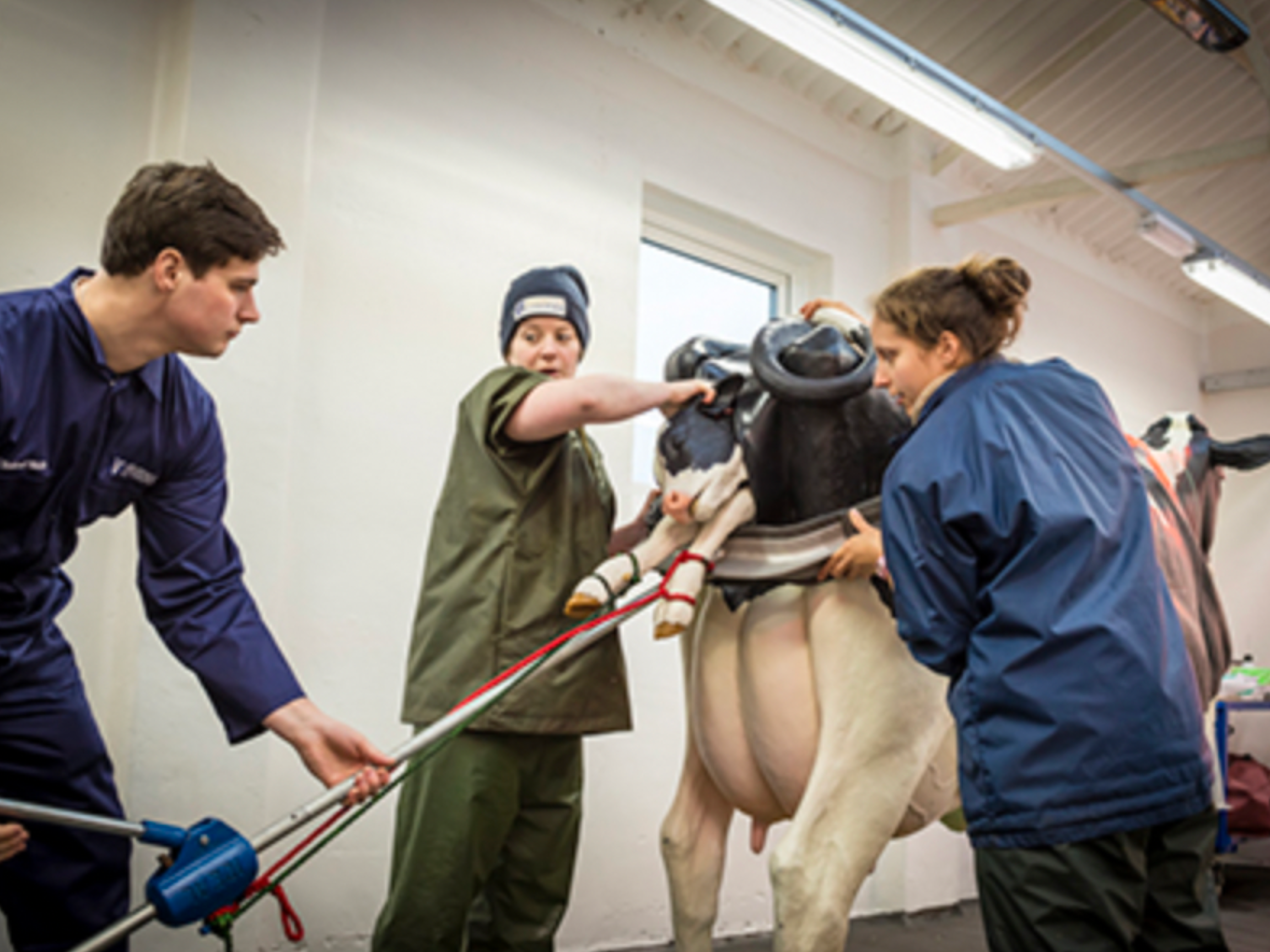 New curriculum for training next generation of veterinary scientists ...