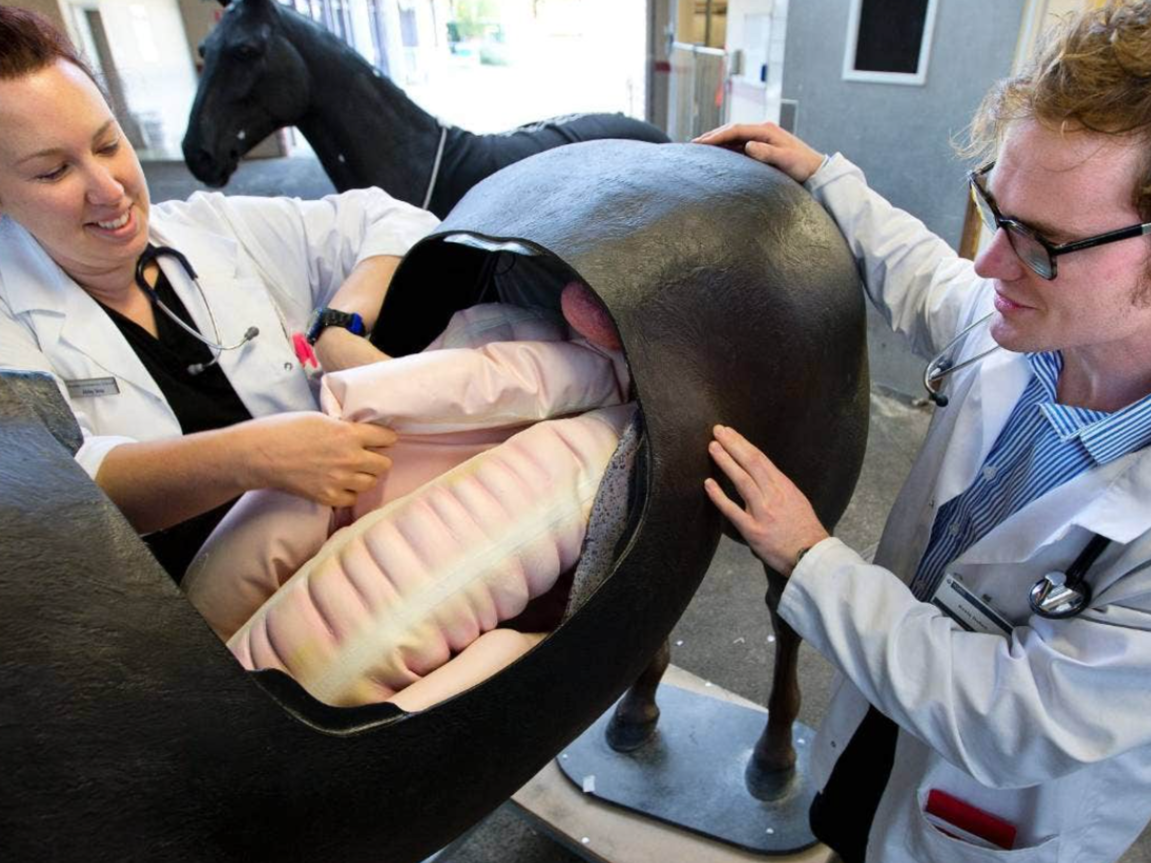 VSI Simulators in New Zealand — Veterinary Simulator Industries