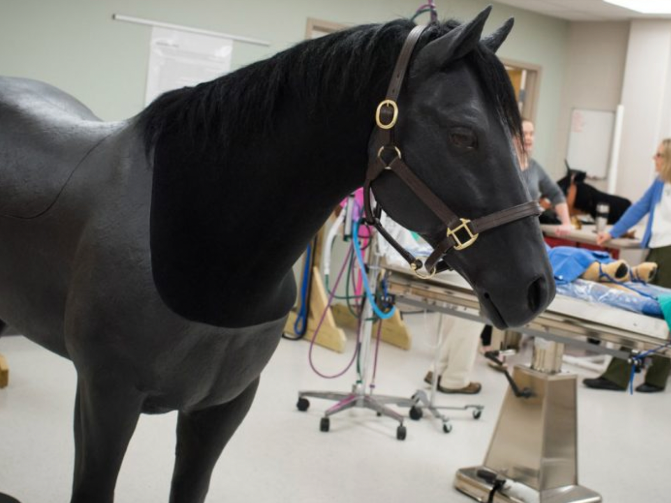 NC State Veterinary | CVM Simulation Lab. — Veterinary Simulator Industries