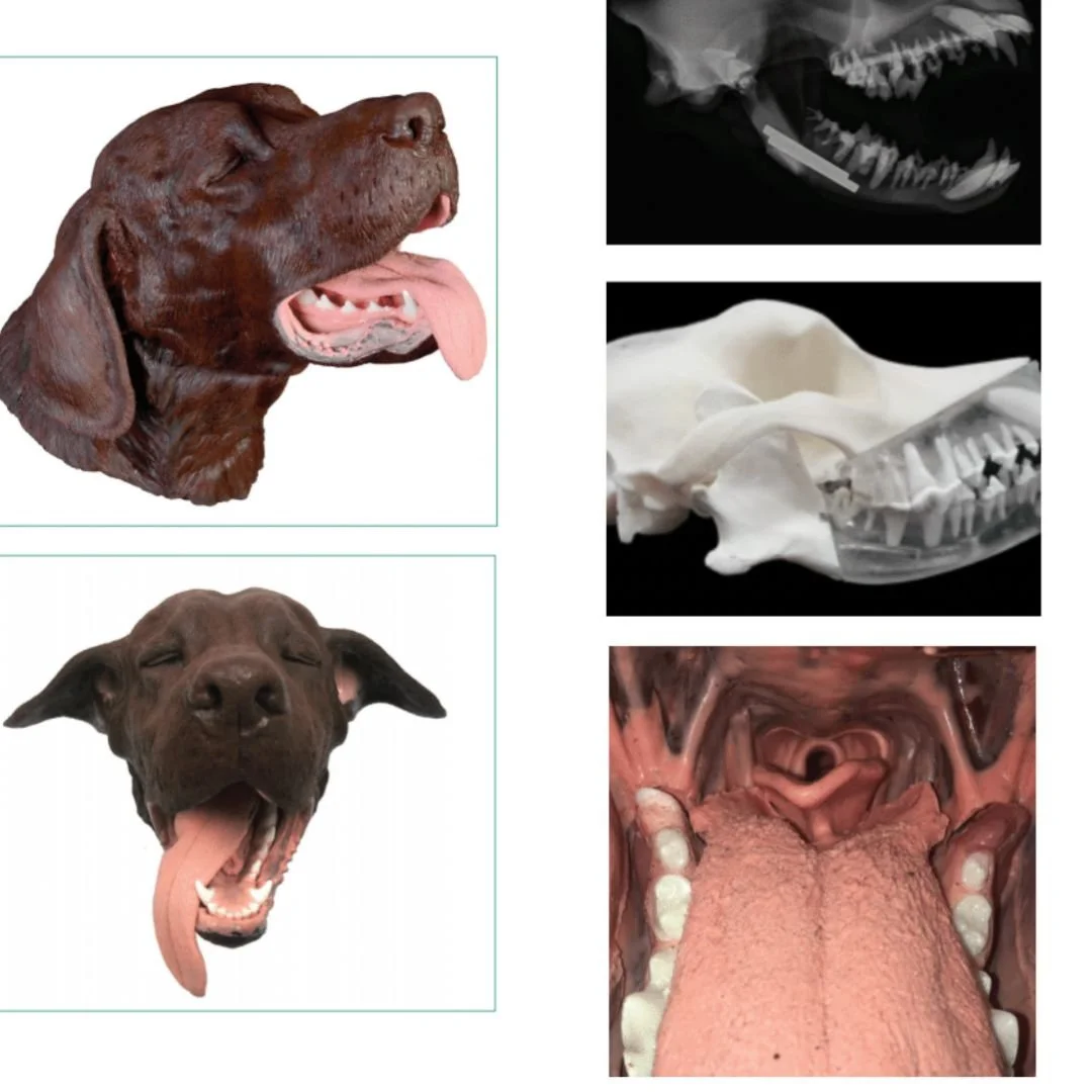 Product Details — Veterinary Simulator Industries