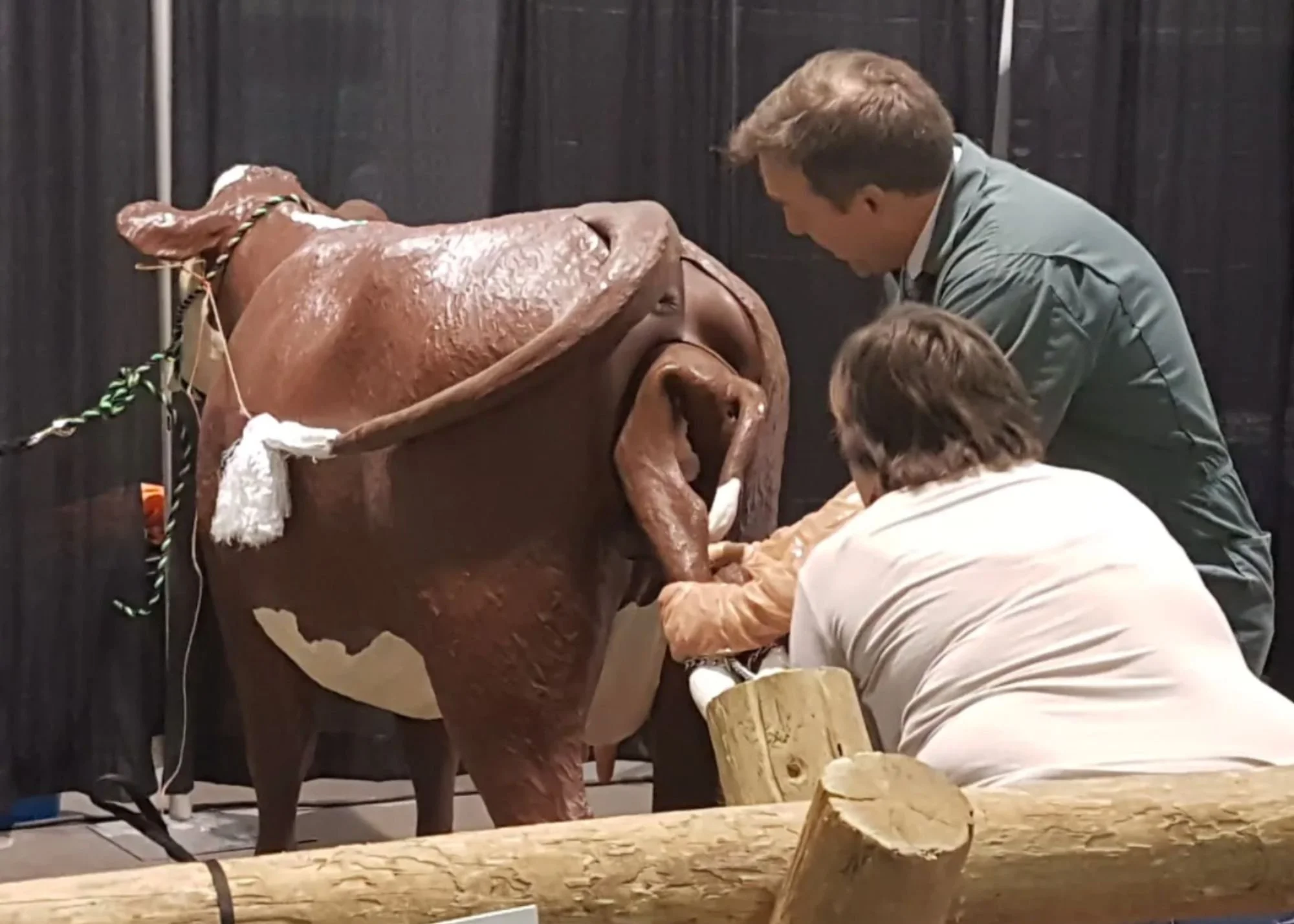Bovine birthing simulator used to educate veterinary students on ...