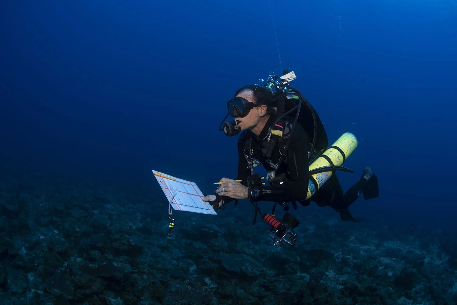 Nassau Grouper In The U.S. Virgin Islands: A Story Of Recovery And Treachery — VI EPSCoR