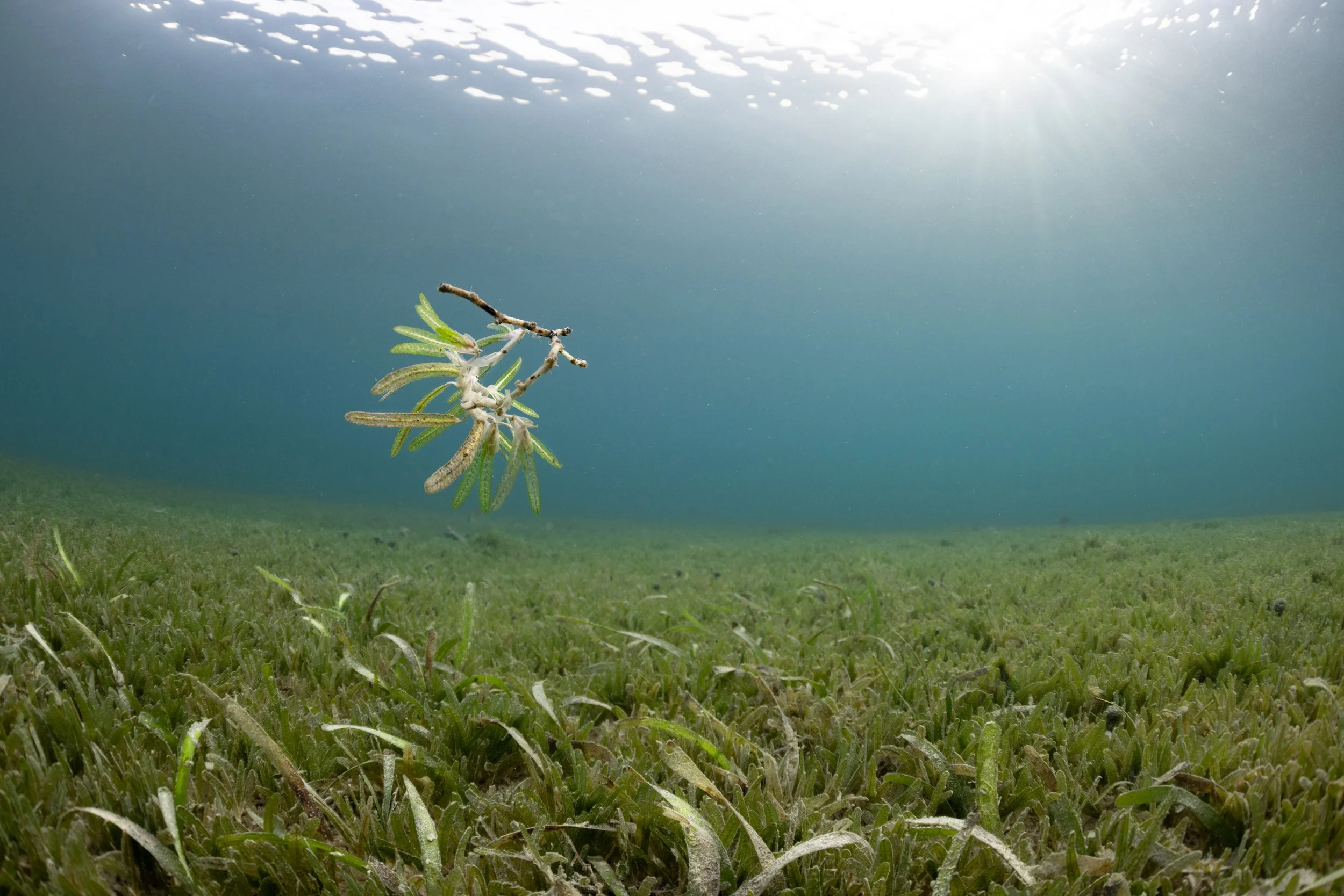 Seagrass — VI EPSCoR