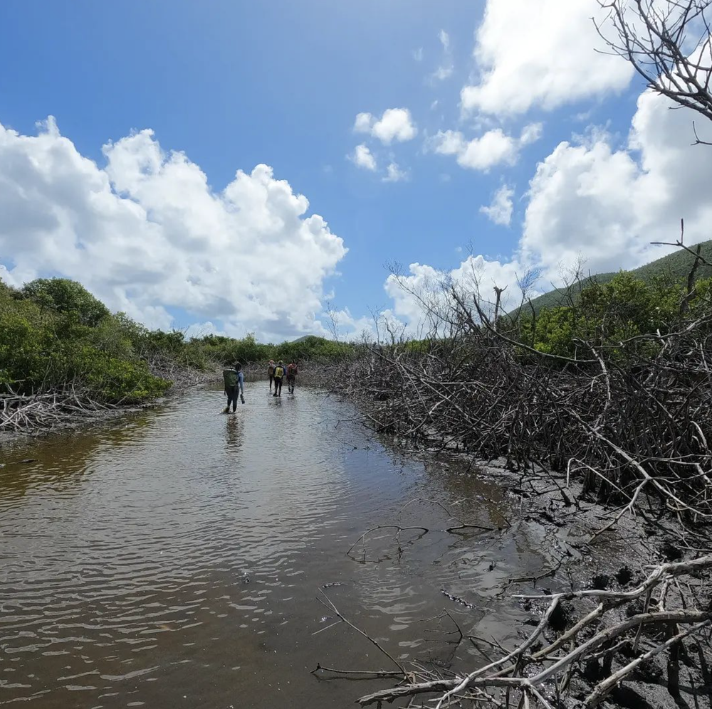 Mangroves — VI EPSCoR