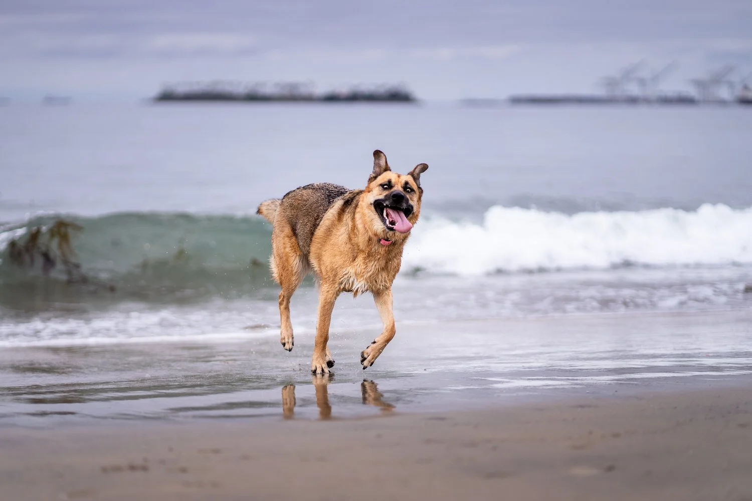Long Beach — Dog Inspired Photography
