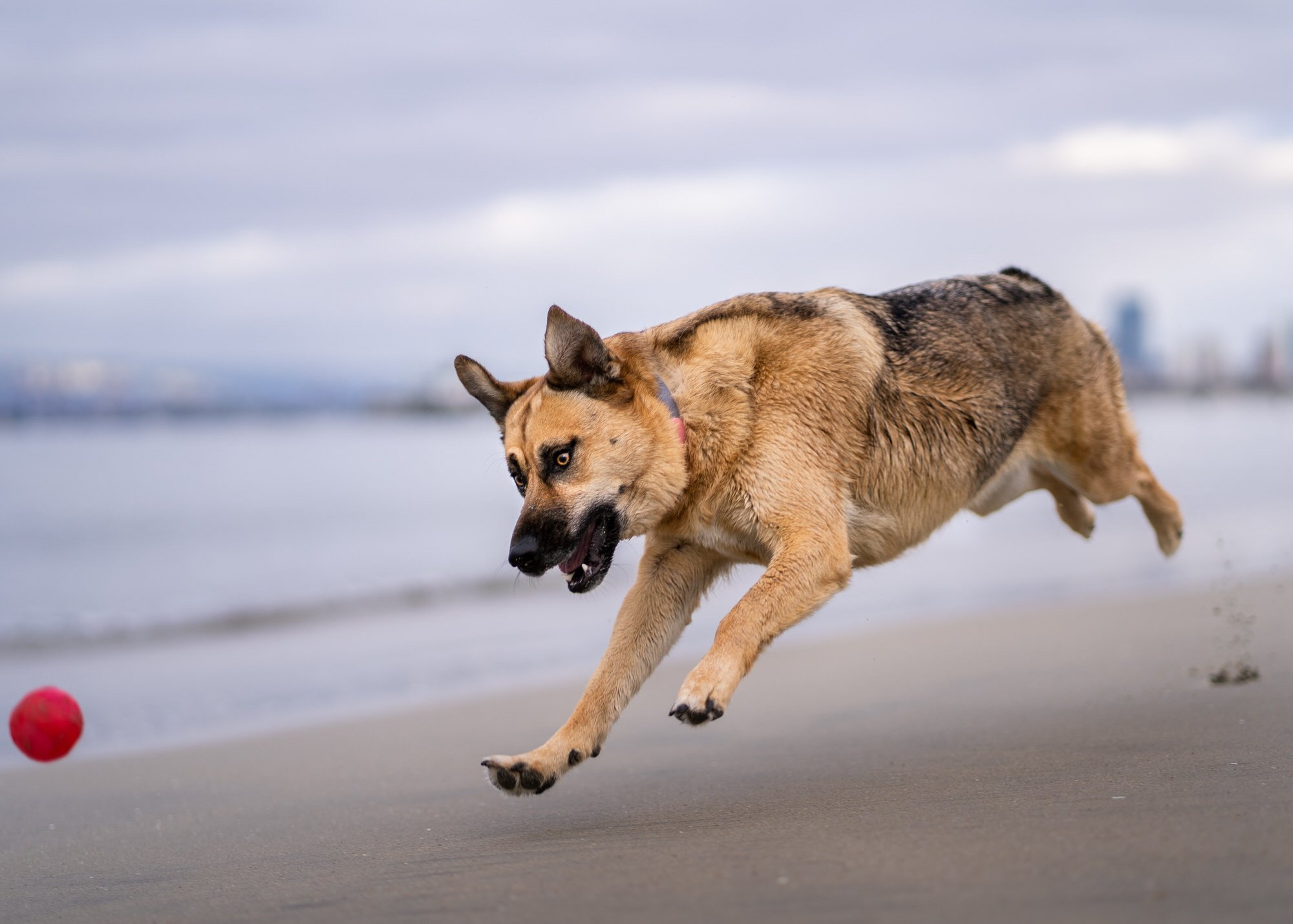 Long Beach — Dog Inspired Photography