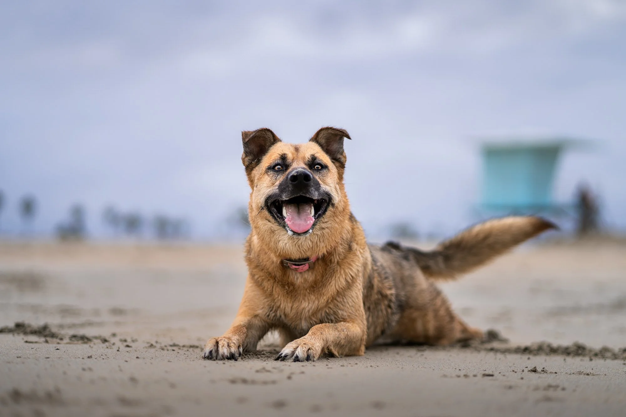 Long Beach — Dog Inspired Photography