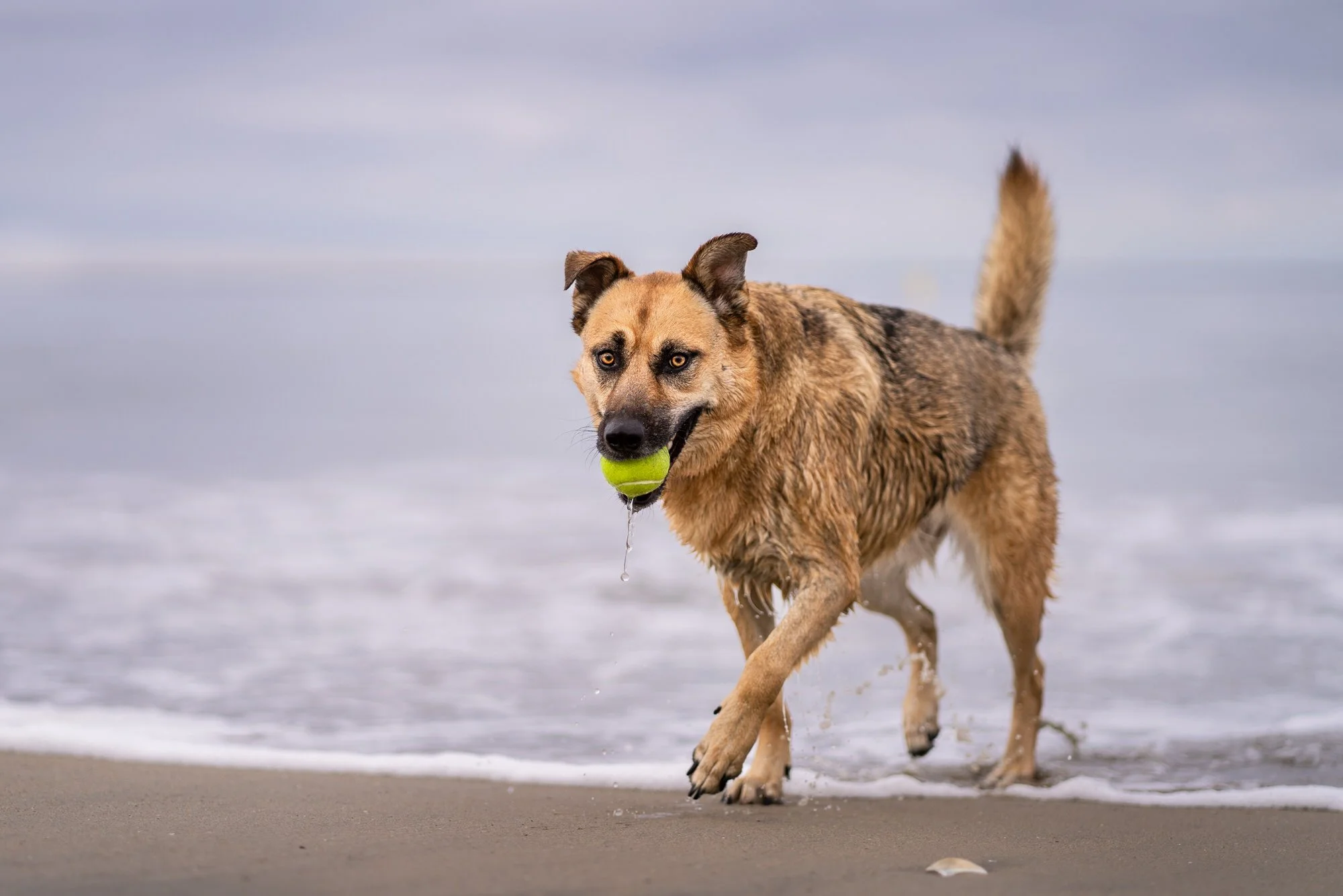 Long Beach — Dog Inspired Photography