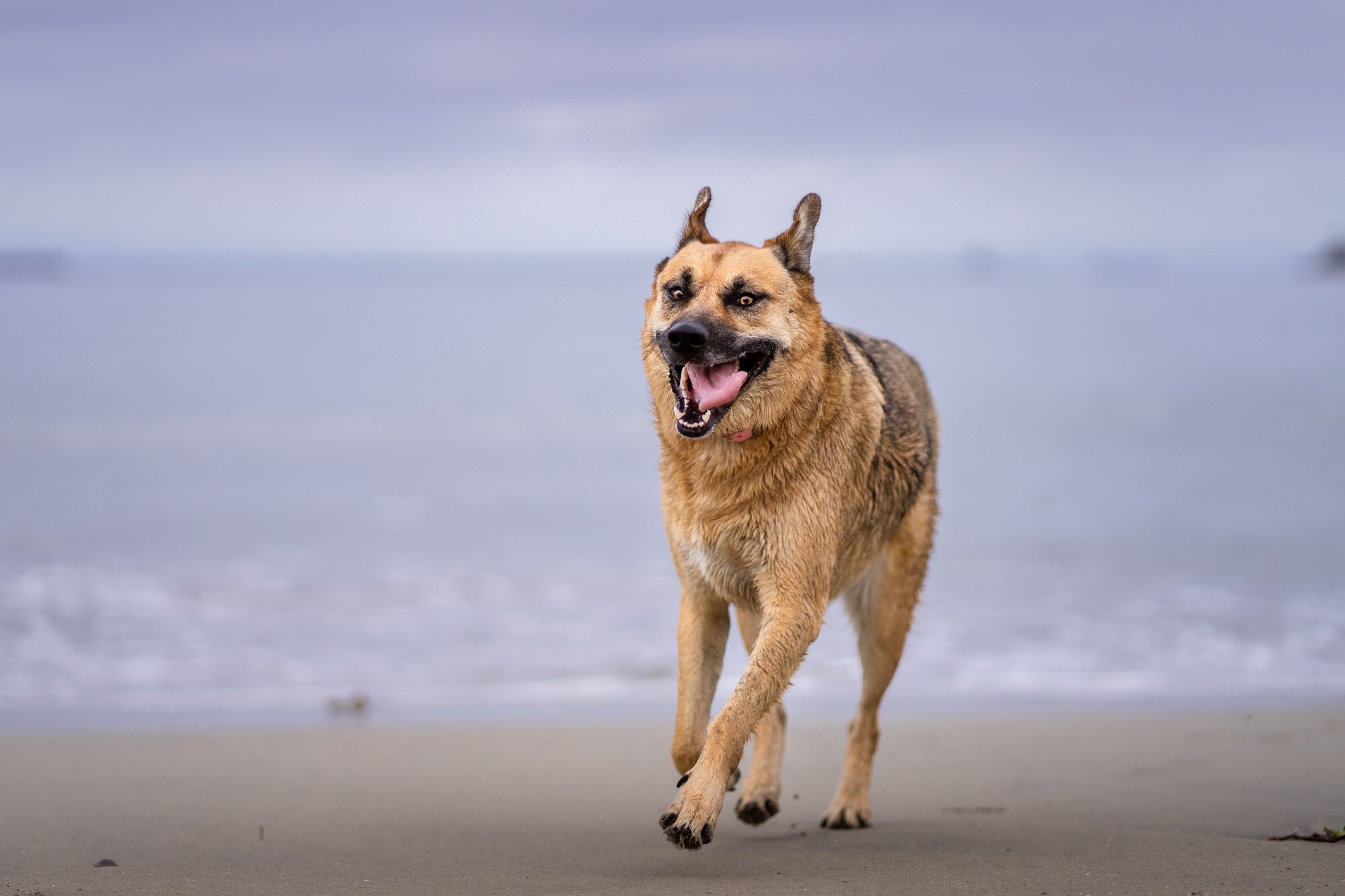 Long Beach — Dog Inspired Photography