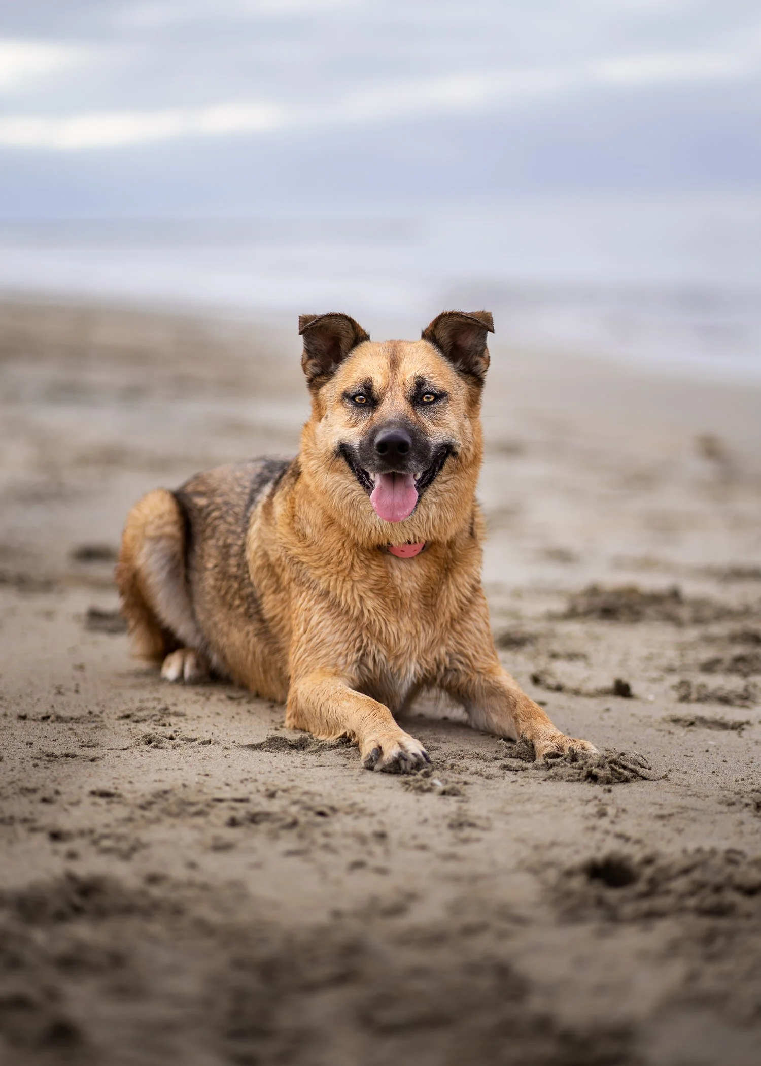 Long Beach — Dog Inspired Photography