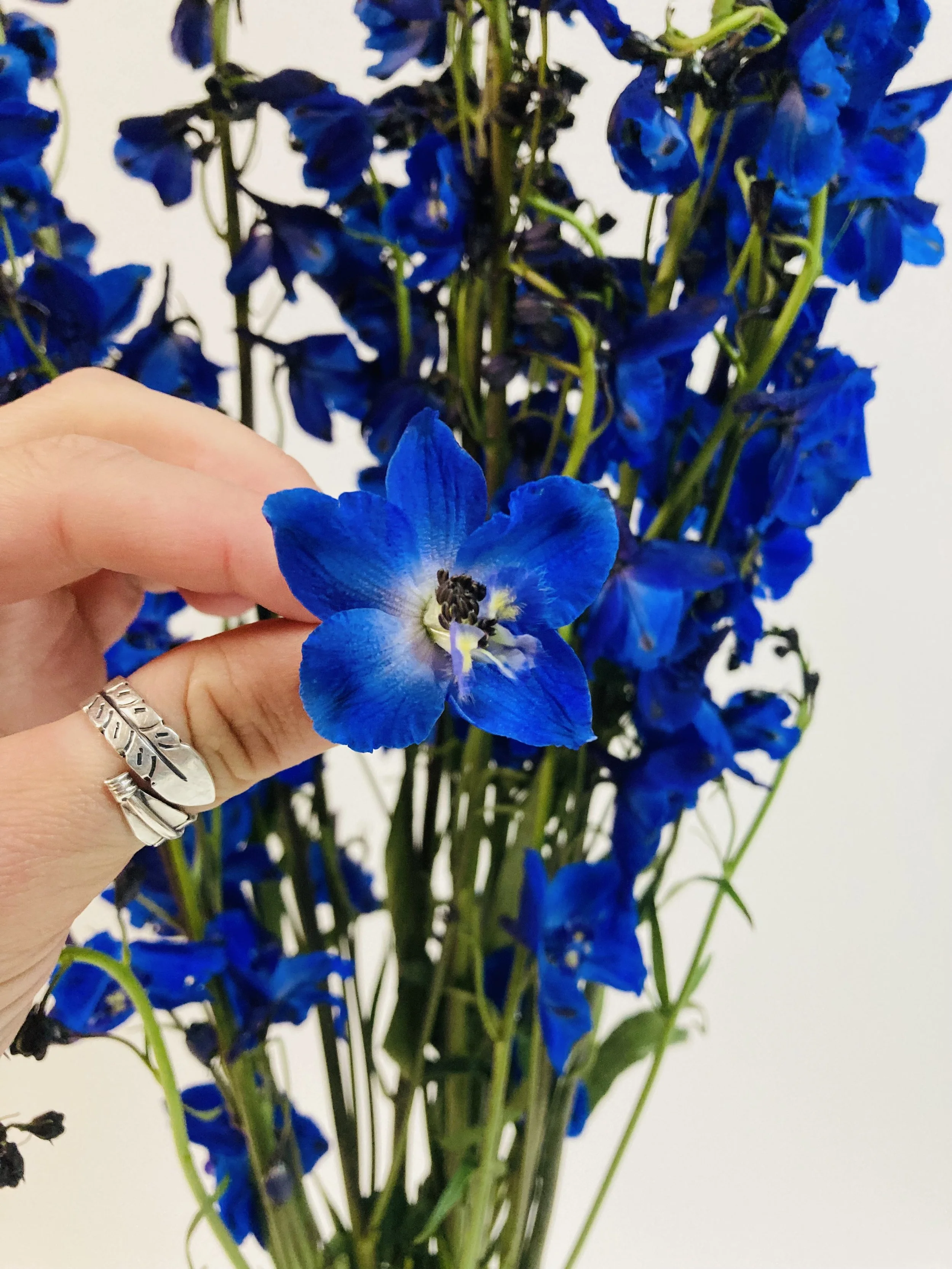 Floral Catalog — Shlomo Danieli Inc.