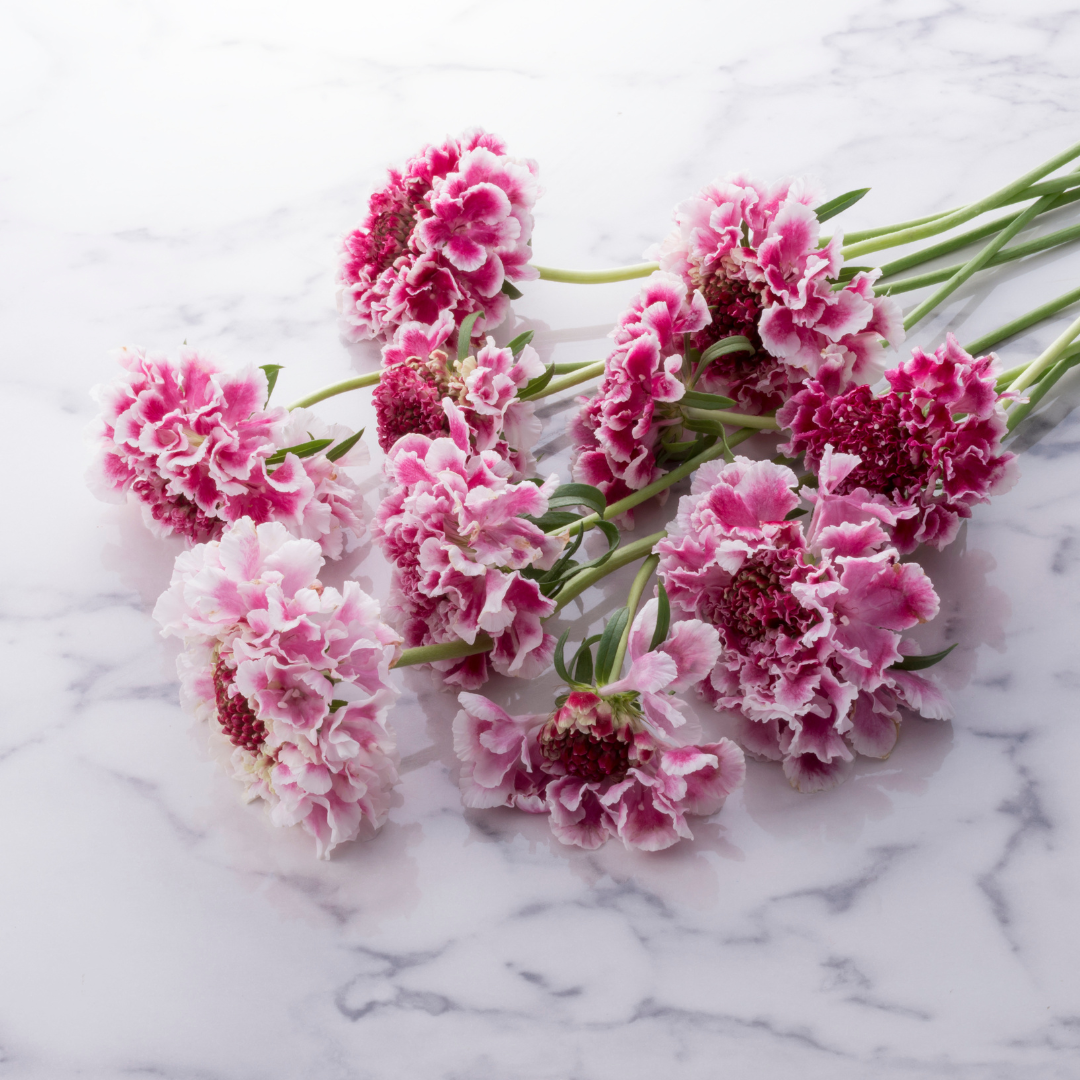 Floral Catalog — Shlomo Danieli Inc.