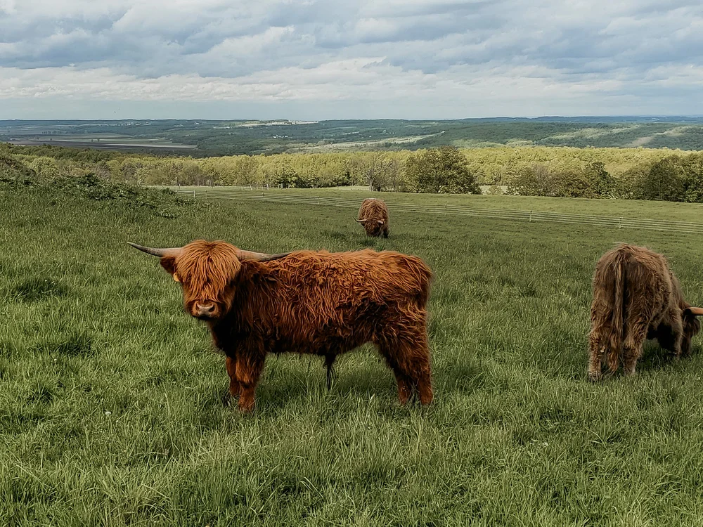 About — Highland Tree Farm