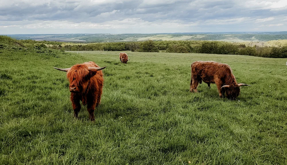 Visit — Highland Tree Farm