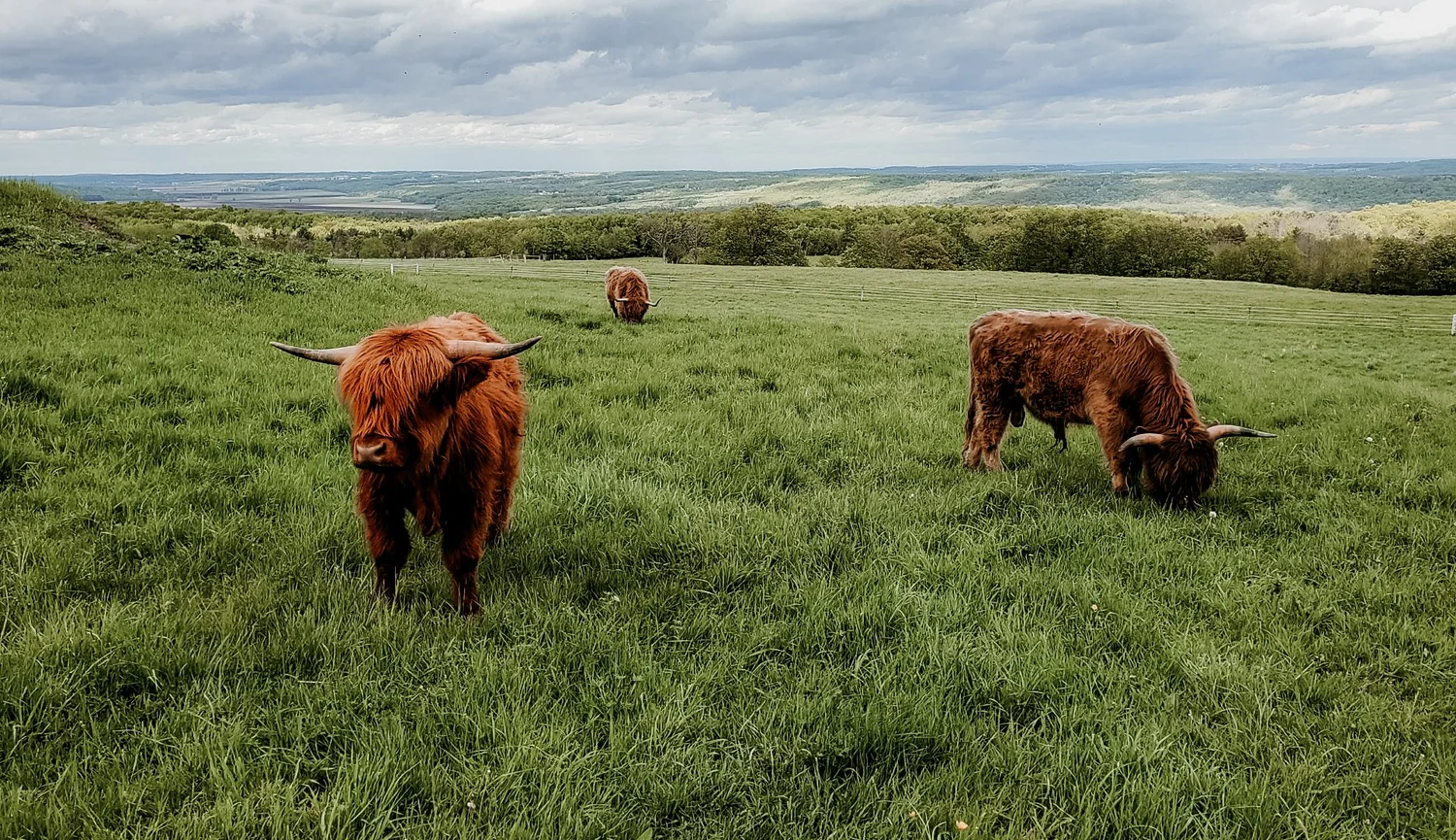 Visit — Highland Tree Farm