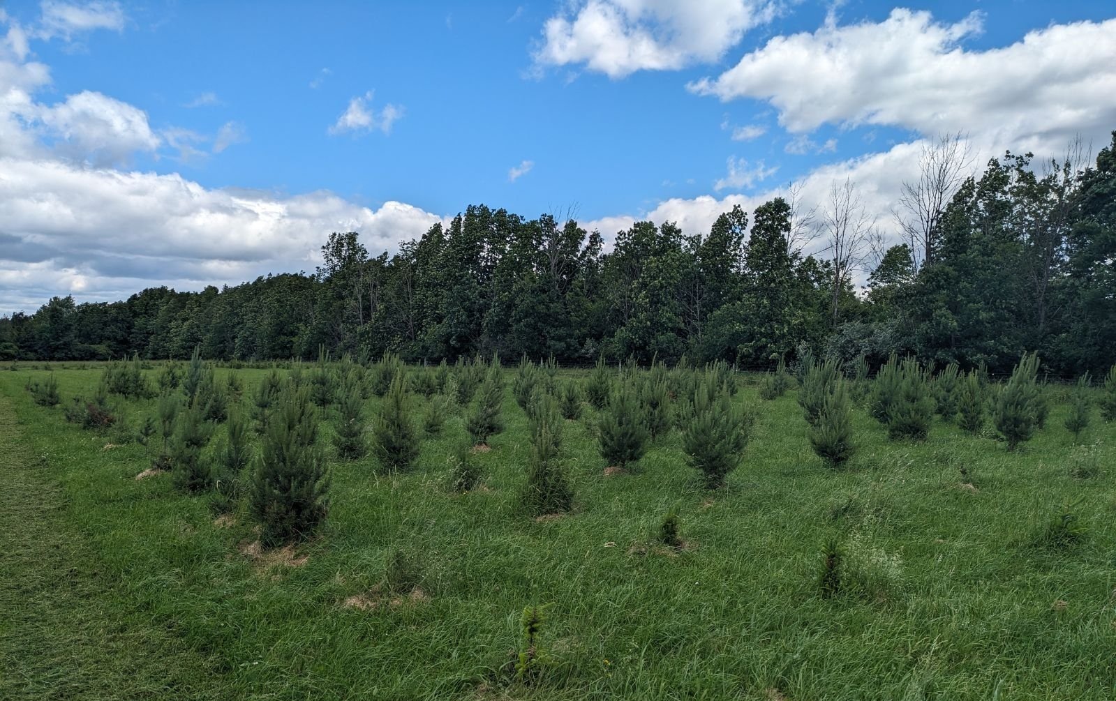 Highland Tree Farm