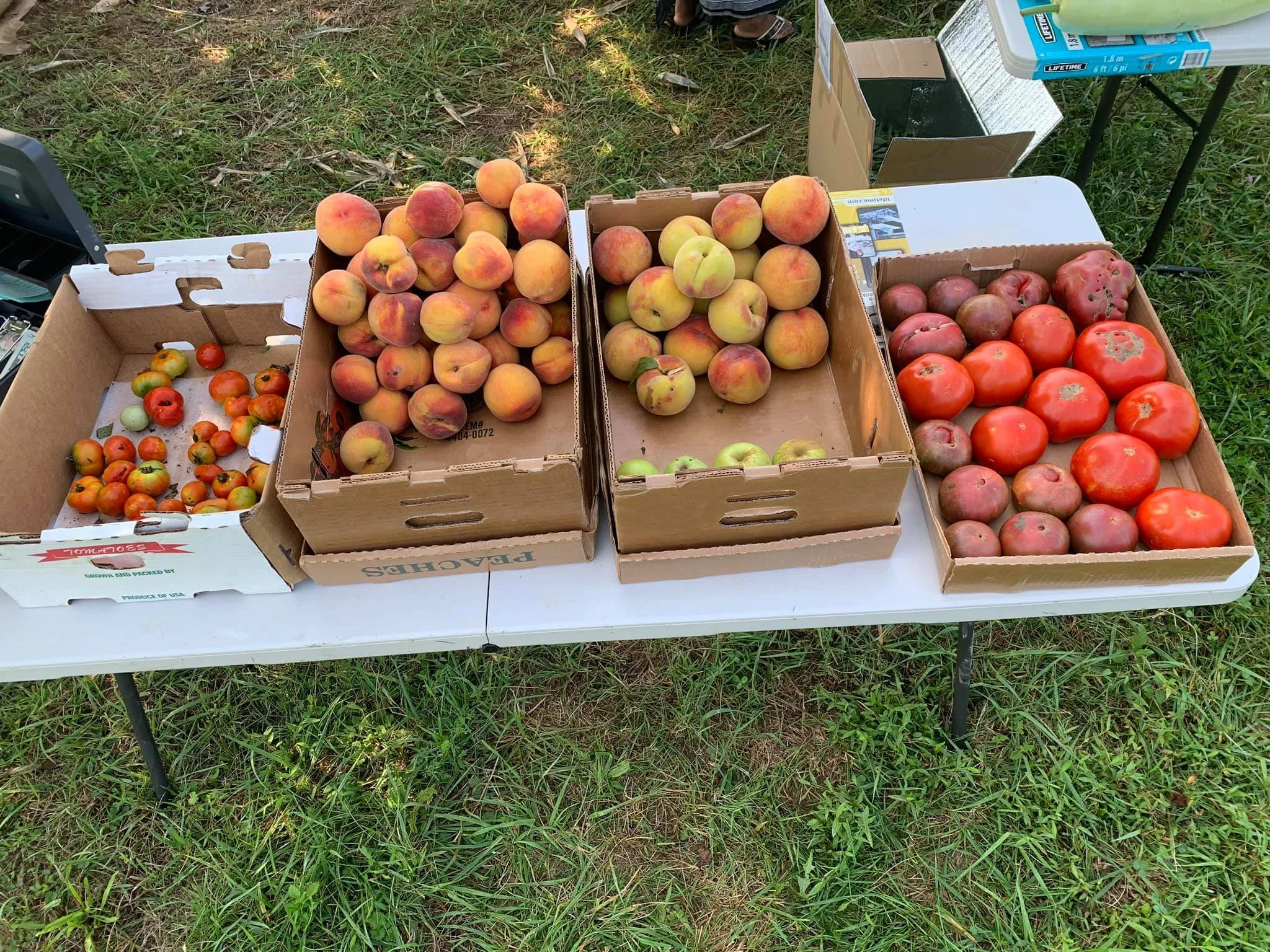 Tulsi Farms | Local Produce | Leesburg, VA