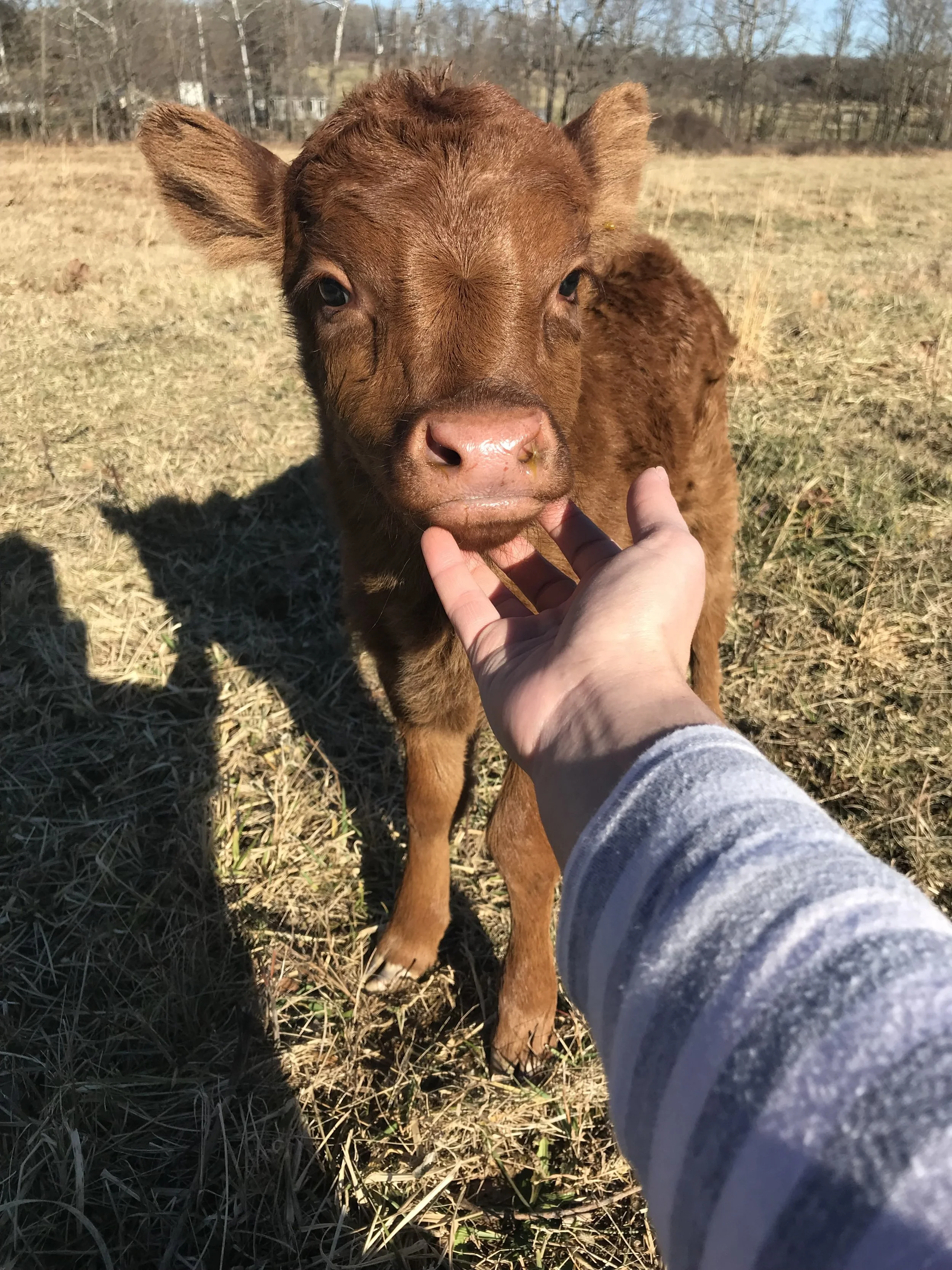 Farmers — Hörrmann Meats