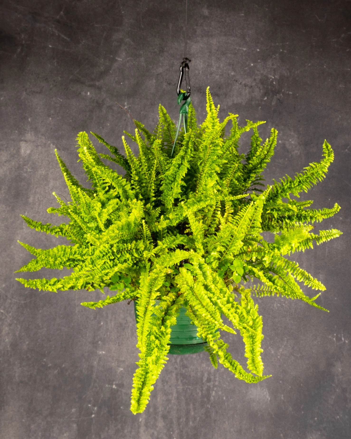 Boston Fern Fishbone Fern #1 — Frank's Plantorium