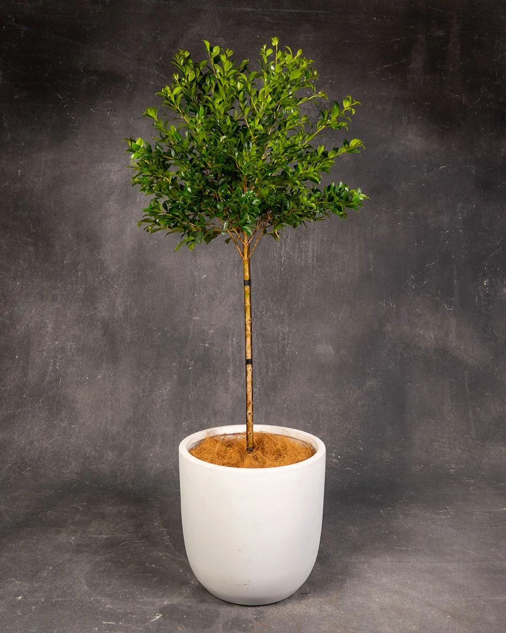 Lilly Pilly Standard (Syzygium spp.) — Frank's Plantorium