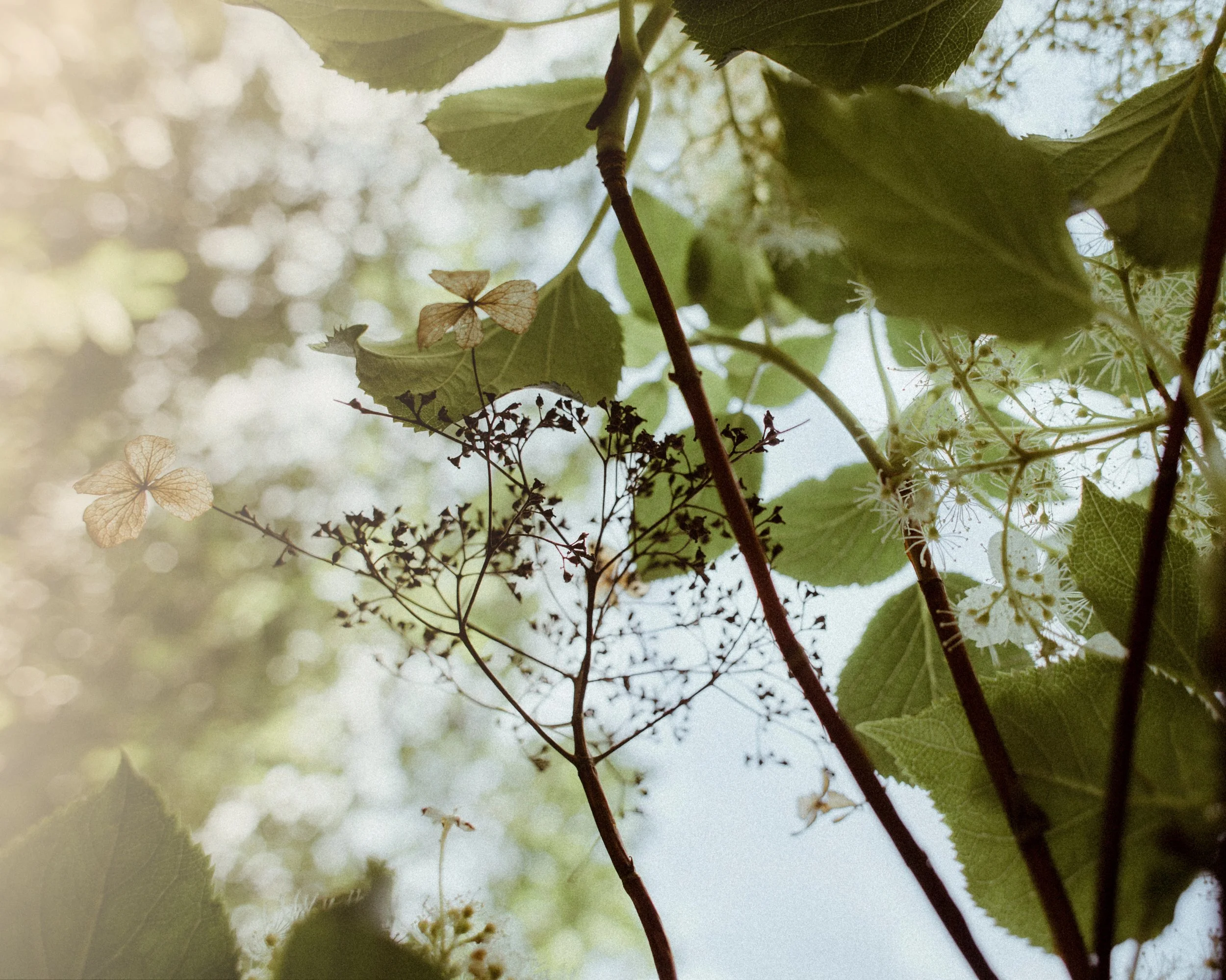 Compassionate Inquiry® — Ana Uribe