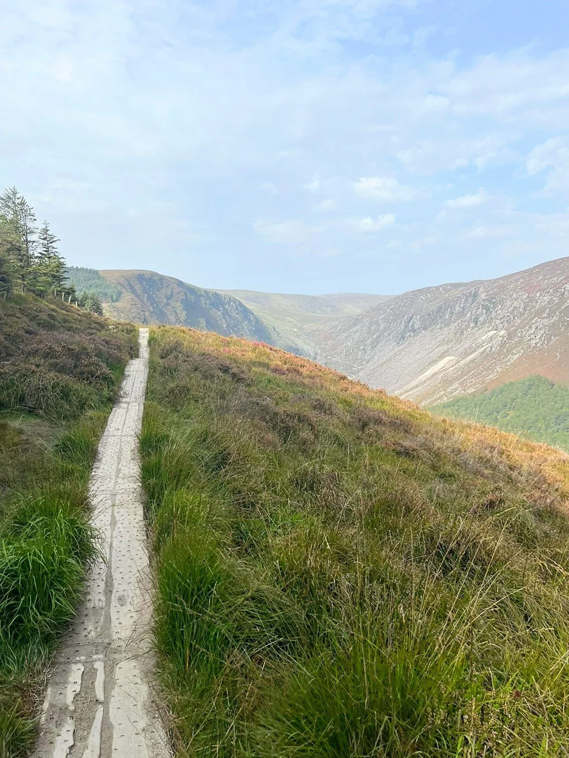 About — Molly Coyle Shibley