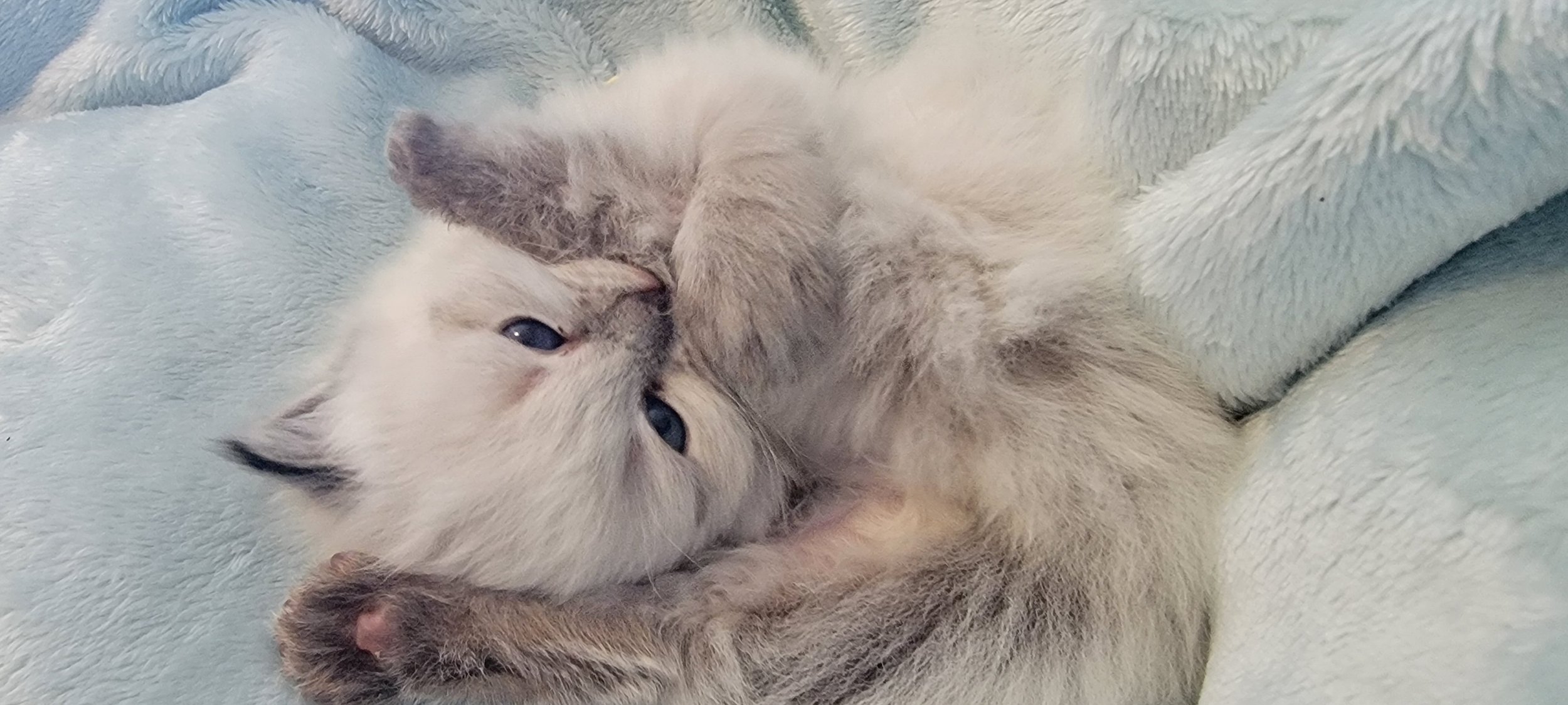 Heart And Soul Siberians/home