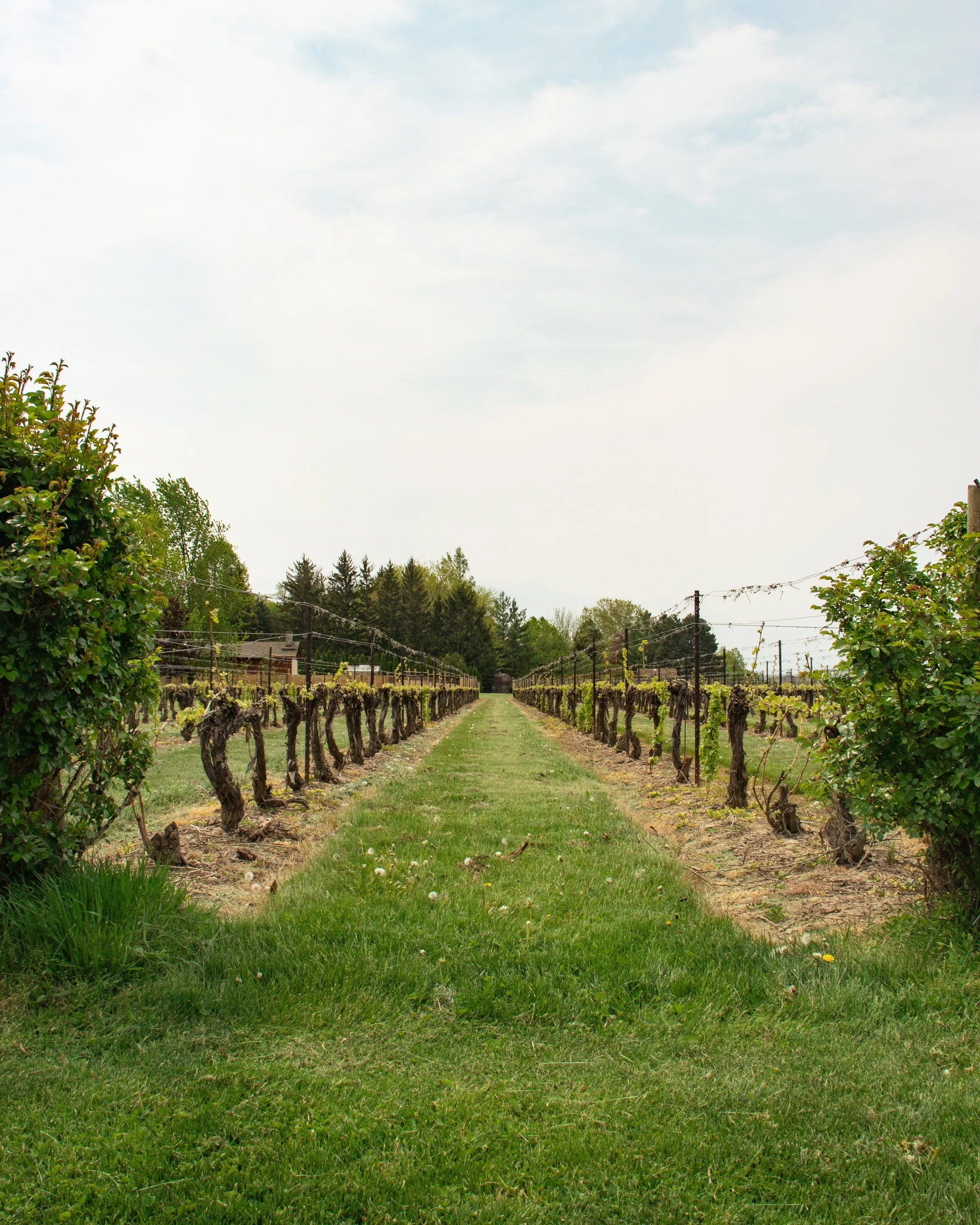 Sponsors & Partners | Niagara Grape & Wine Festival