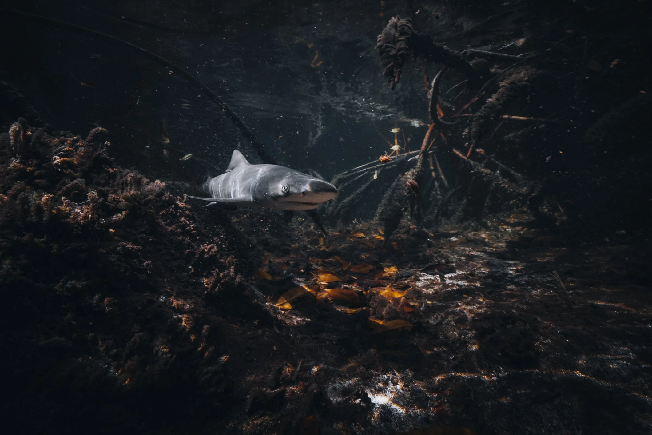 SAVE THE MANGROVES / SAVE THE OCEAN — Well/Beings