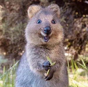 What Makes Quokkas So Happy?!? — Well/Beings