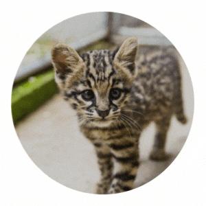 Ocelot Kitten Gif