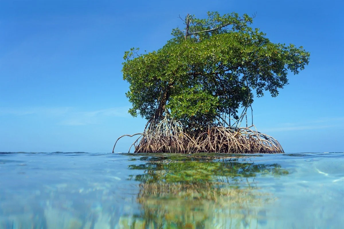 SAVE THE MANGROVES / SAVE THE OCEAN — Well/Beings