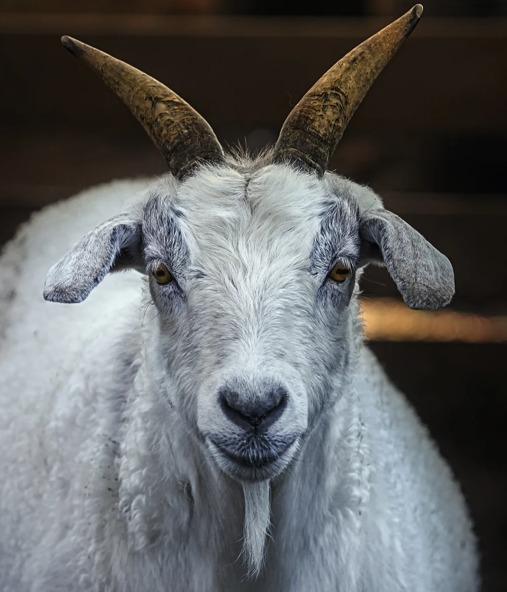 HUMAN-ANIMAL BOND — Well/Beings