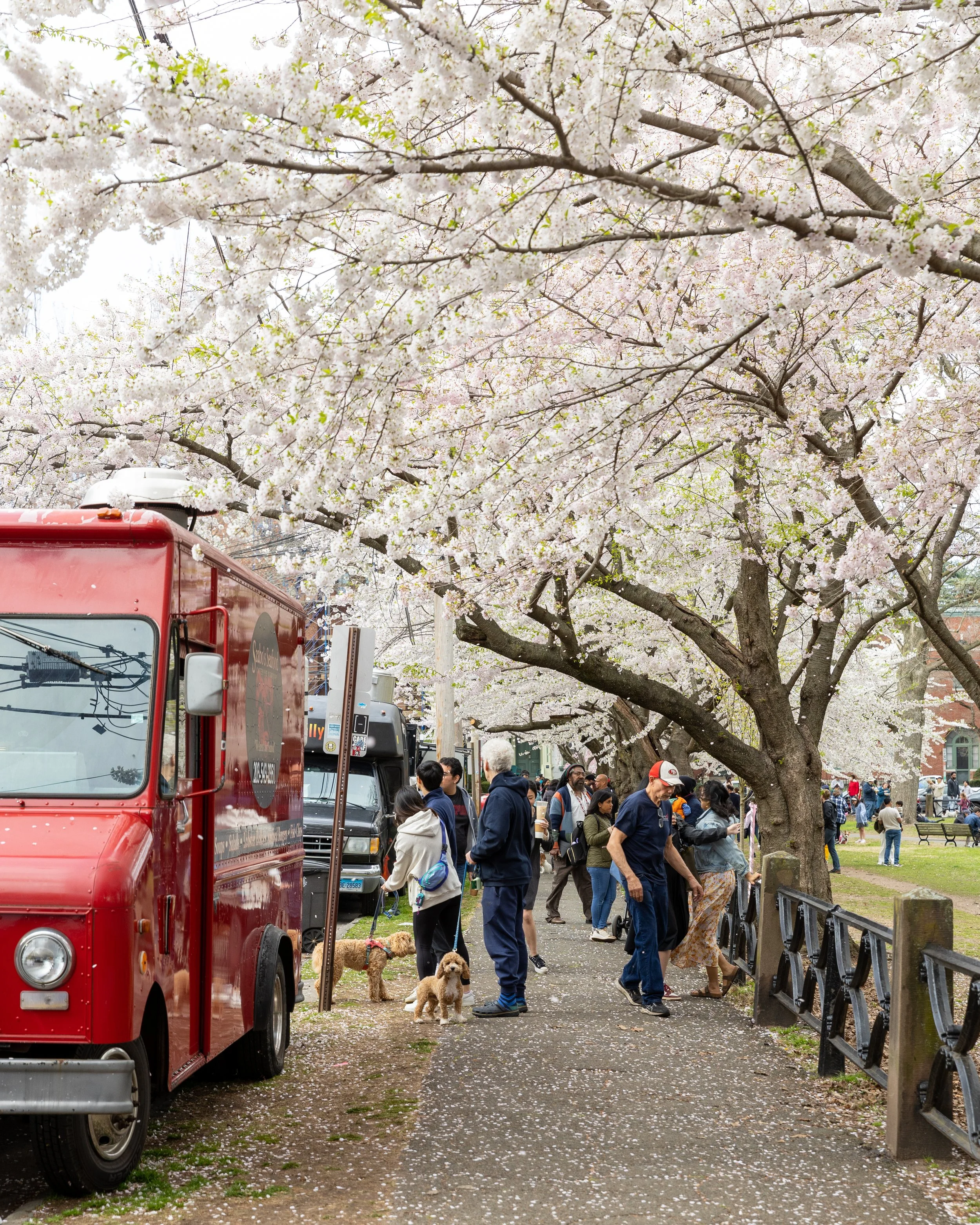 Food Trucks | Cherry Blossom Festival in Wooster Square Park New Haven ...