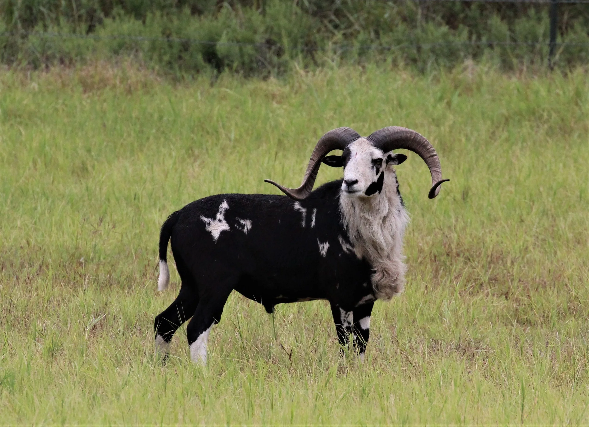 Animal Gallery — Welcome to Dunbrokus Ranch